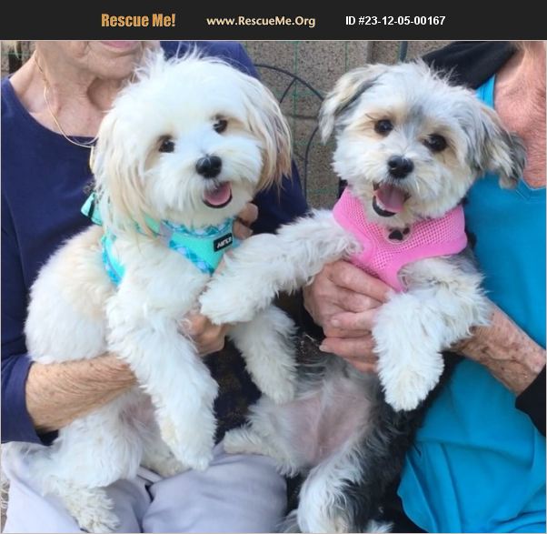 ADOPT 23120500167 ~ Yorkie Rescue ~ Tempe, AZ