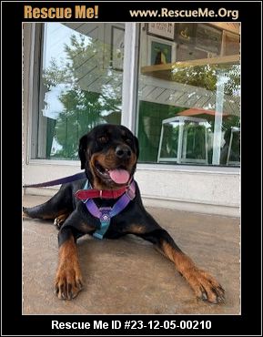 - California Rottweiler Rescue - ADOPTIONS - Rescue Me!