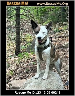 - Arizona Australian Cattle Dog Rescue - ADOPTIONS - Rescue Me!
