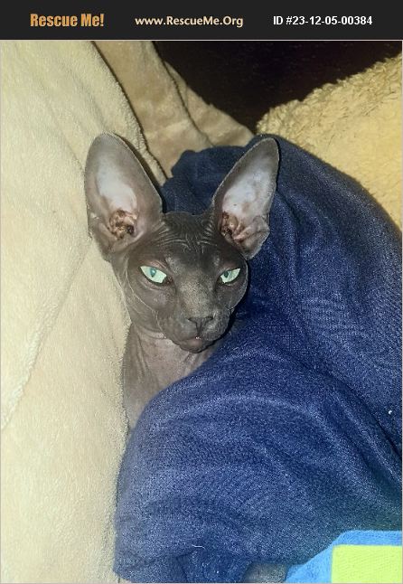 ADOPT 23120500384 ~ Sphynx Rescue ~ Tucson, AZ