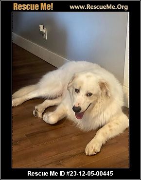 - Colorado Great Pyrenees Rescue - ADOPTIONS - Rescue Me!