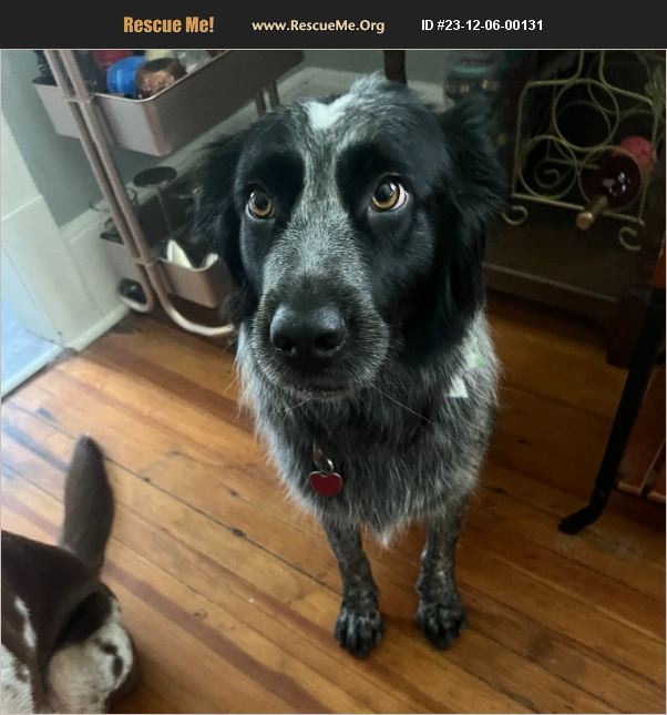 ADOPT 23120600131 ~ Border Collie Rescue ~ Lincoln, NE