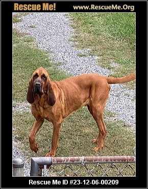 - Virginia Dog Rescue - ADOPTIONS - Rescue Me!