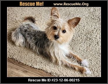 - North Carolina Silky Terrier Rescue - ADOPTIONS - Rescue Me!
