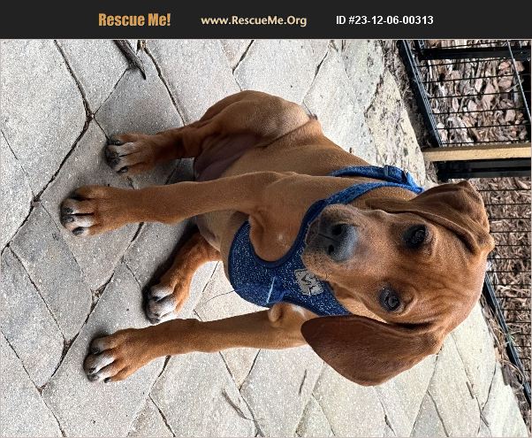 ADOPT 23120600313 ~ Rhodesian Ridgeback Rescue ~ St. Augustine, FL