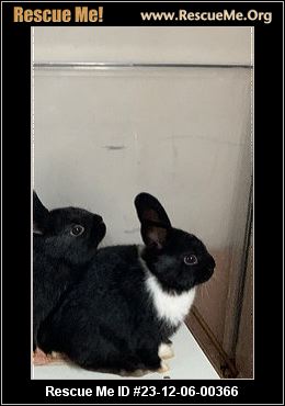 - Illinois Rabbit Rescue - ADOPTIONS - Rescue Me!