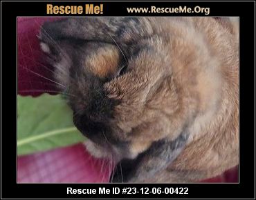 - Illinois Rabbit Rescue - ADOPTIONS - Rescue Me!