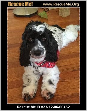 - Ohio Cockapoo Rescue - ADOPTIONS - Rescue Me!