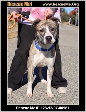 - California Pit Bull Rescue - ADOPTIONS - Rescue Me!