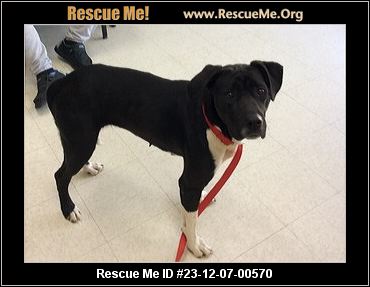 - Missouri Boxer Rescue - ADOPTIONS - Rescue Me!