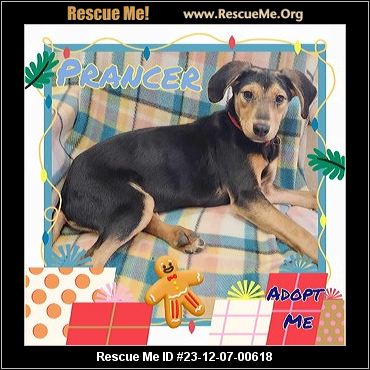 - Oklahoma Dog Rescue - ADOPTIONS - Rescue Me!