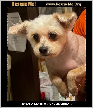 - Florida Maltese Rescue - ADOPTIONS - Rescue Me!