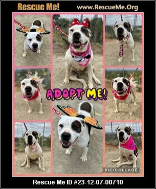 - California American Bulldog Rescue - ADOPTIONS - Rescue Me!
