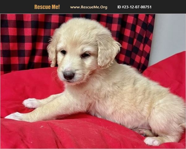 ADOPT 23120700751 ~ Border Collie Rescue ~ Dalton, GA