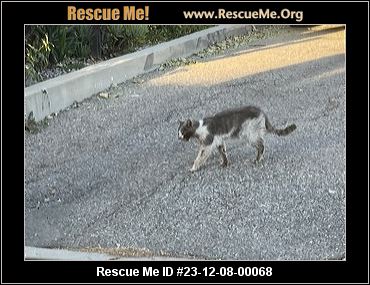 - California Cat Rescue - ADOPTIONS - Rescue Me!