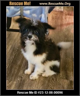 - Pennsylvania Pomeranian Rescue - ADOPTIONS - Rescue Me!