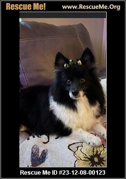 - Texas Pomeranian Rescue - ADOPTIONS - Rescue Me!