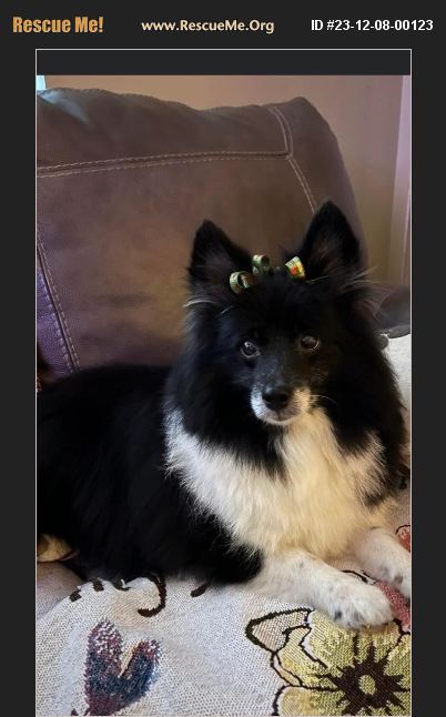 ADOPT 23120800123 ~ Pomeranian Rescue ~ San Antonio, TX