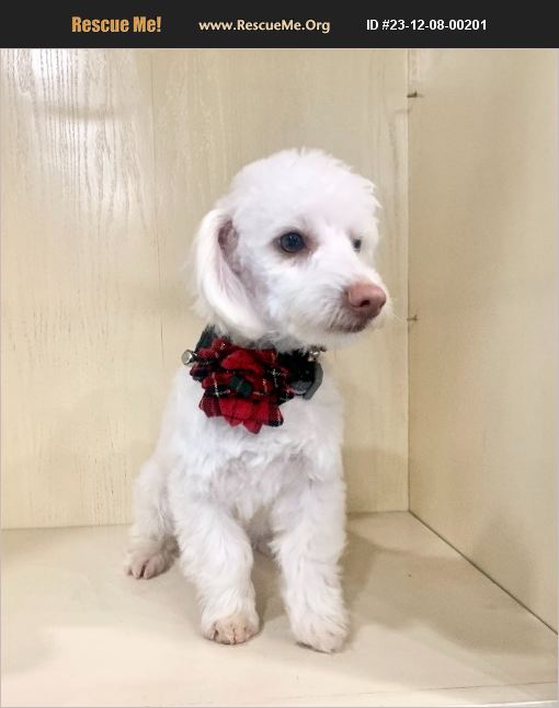 ADOPT 23120800201 ~ Poodle Rescue ~ Stratford, CT