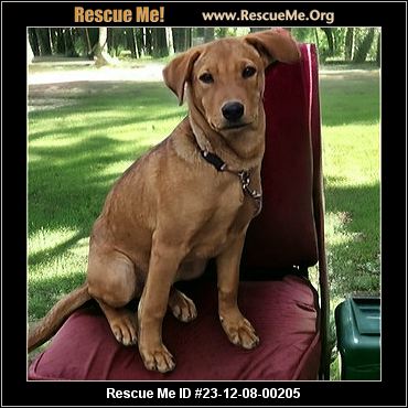 - Virginia Dog Rescue - ADOPTIONS - Rescue Me!