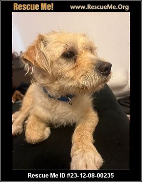 - California Border Terrier Rescue - ADOPTIONS - Rescue Me!