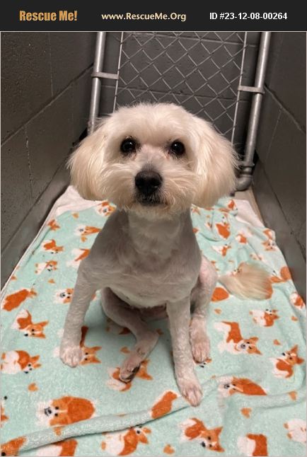 ADOPT 23120800264 ~ Cockapoo Rescue ~ San Diego, CA