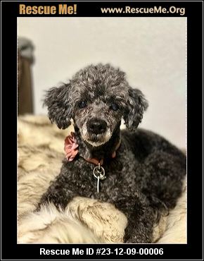 - California Poodle Rescue - ADOPTIONS - Rescue Me!