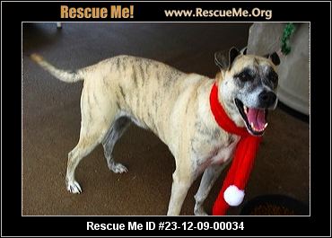 - Tennessee Dog Rescue - ADOPTIONS - Rescue Me!