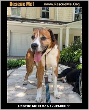 - Texas Saint Bernard Rescue - ADOPTIONS - Rescue Me!