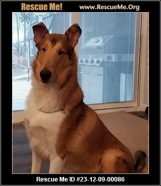 - Ohio Collie Rescue - ADOPTIONS - Rescue Me!