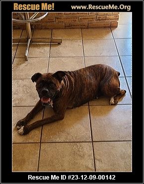 - Texas Boxer Rescue - ADOPTIONS - Rescue Me!