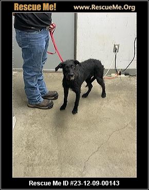 - Texas Scottish Terrier Rescue - ADOPTIONS - Rescue Me!