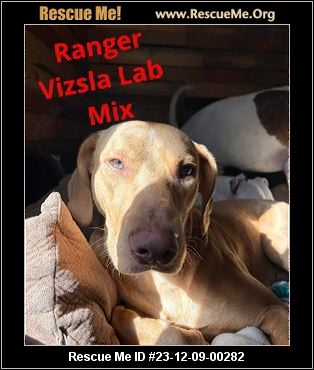- South Carolina Vizsla Rescue - ADOPTIONS - Rescue Me!