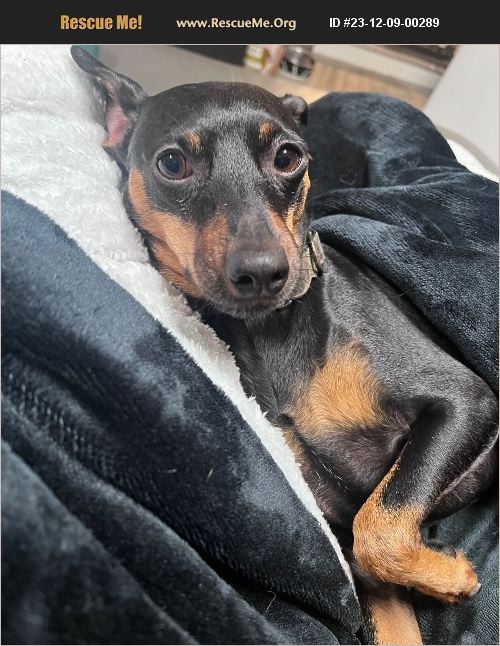ADOPT 23120900289 ~ Miniature Pinscher Rescue ~ Myrtle beach, SC
