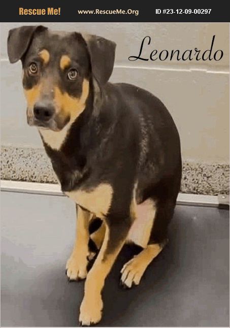 ADOPT 23120900297 ~ German Pinscher Rescue ~ Culpeper, VA