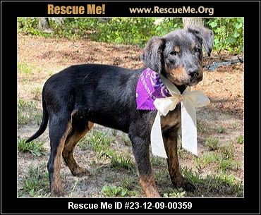 - Georgia German Pinscher Rescue - ADOPTIONS - Rescue Me!
