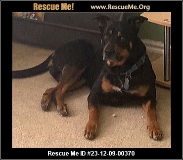 - Texas Rottweiler Rescue - ADOPTIONS - Rescue Me!