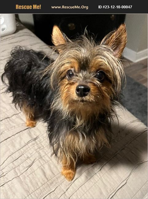 ADOPT 23121000047 ~ Yorkie Rescue ~ Seminole County, FL