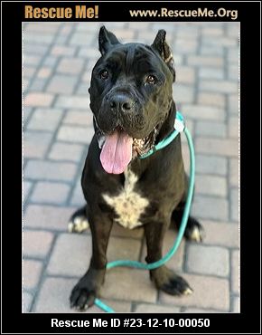 - California Mastiff Rescue - ADOPTIONS - Rescue Me!