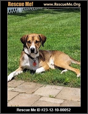 - Pennsylvania Beagle Rescue - ADOPTIONS - Rescue Me!