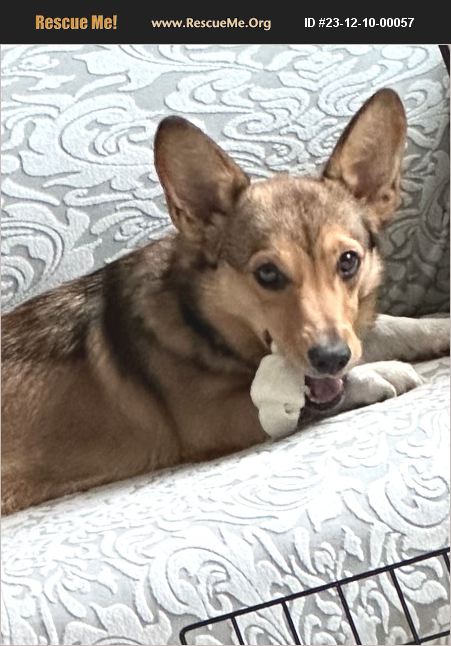 ADOPT 23121000057 ~ Corgi Rescue ~ Litchfield, NH