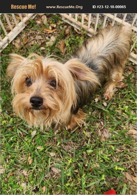 ADOPT 23121000065 ~ Yorkie Rescue ~ Cape Coral, FL