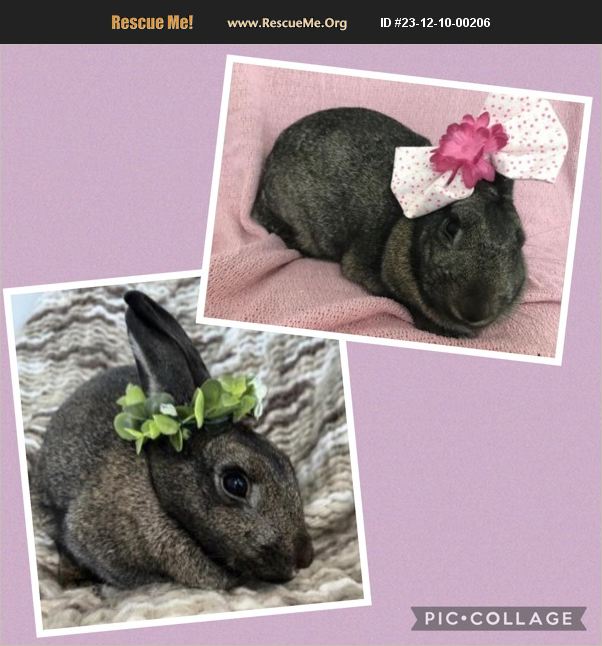 ADOPT 23121000206 ~ Rabbit Rescue ~ Los Angeles County, CA