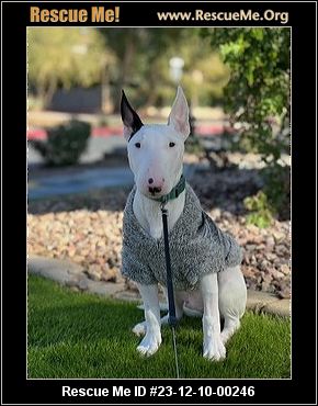 - Arizona Bull Terrier Rescue - ADOPTIONS - Rescue Me!