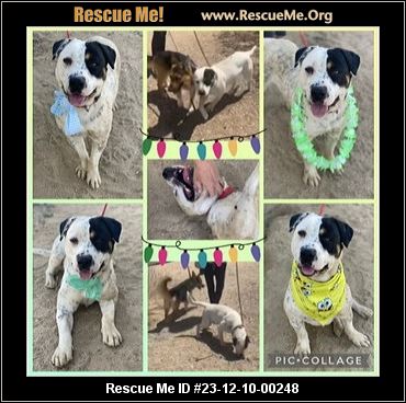 - California American Bulldog Rescue - ADOPTIONS - Rescue Me!