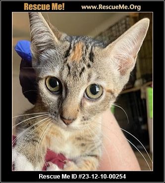 - Kansas Cat Rescue - ADOPTIONS - Rescue Me!