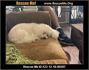 - Arizona Bichon Frise Rescue - ADOPTIONS - Rescue Me!