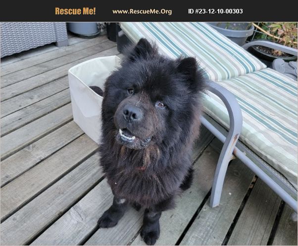 ADOPT 23121000303 ~ Chow Chow Rescue ~ Eastsound, WA