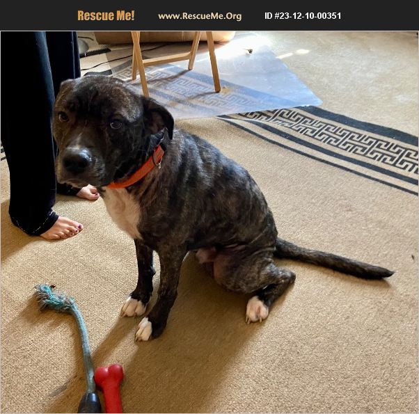 ADOPT 23121000351 ~ Pit Bull Rescue ~ Fayetteville, NC