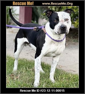 - California American Bulldog Rescue - ADOPTIONS - Rescue Me!